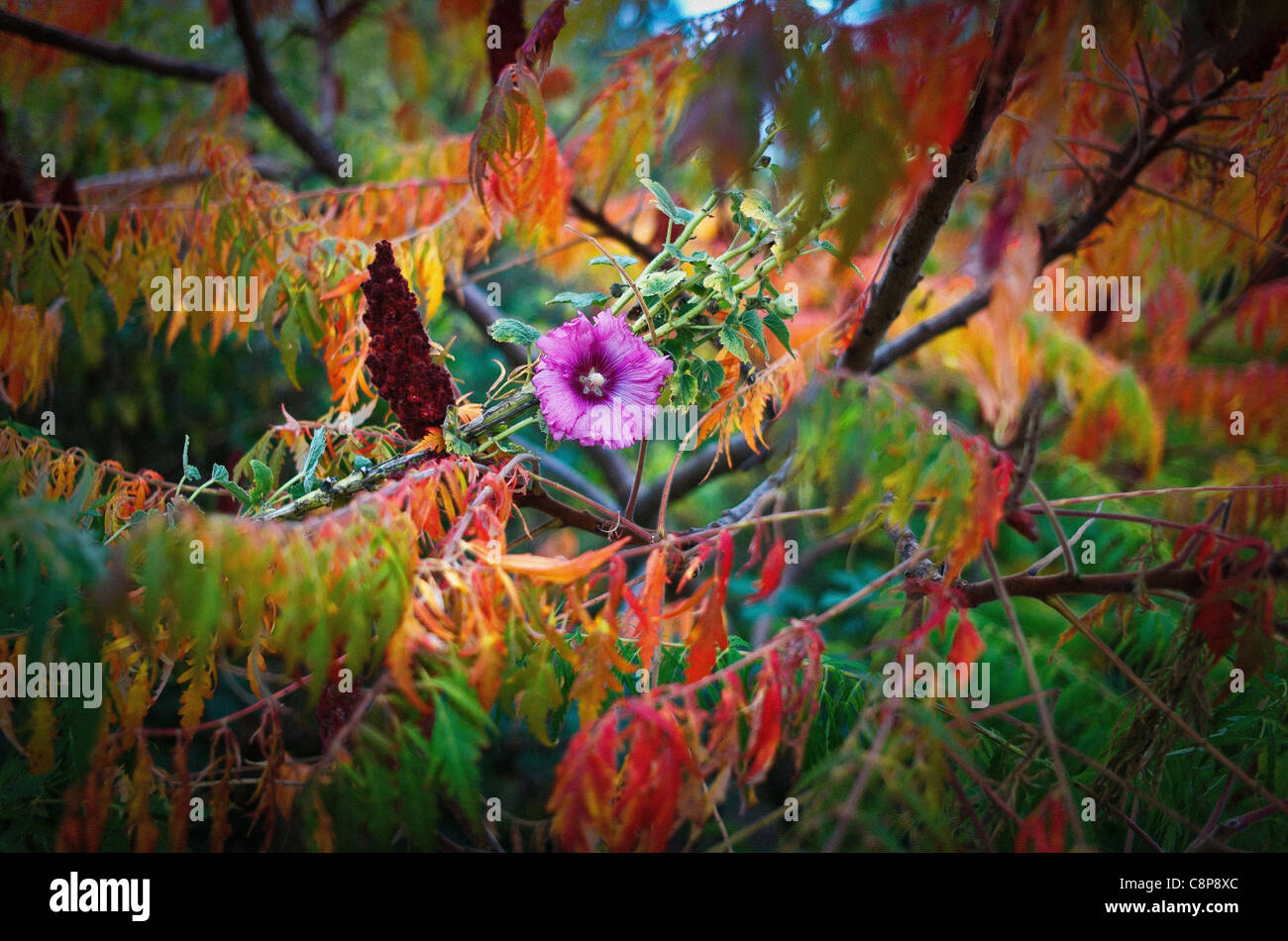 The Tree and its Flowers , A flower of Hibiscus entangled Virginia ...