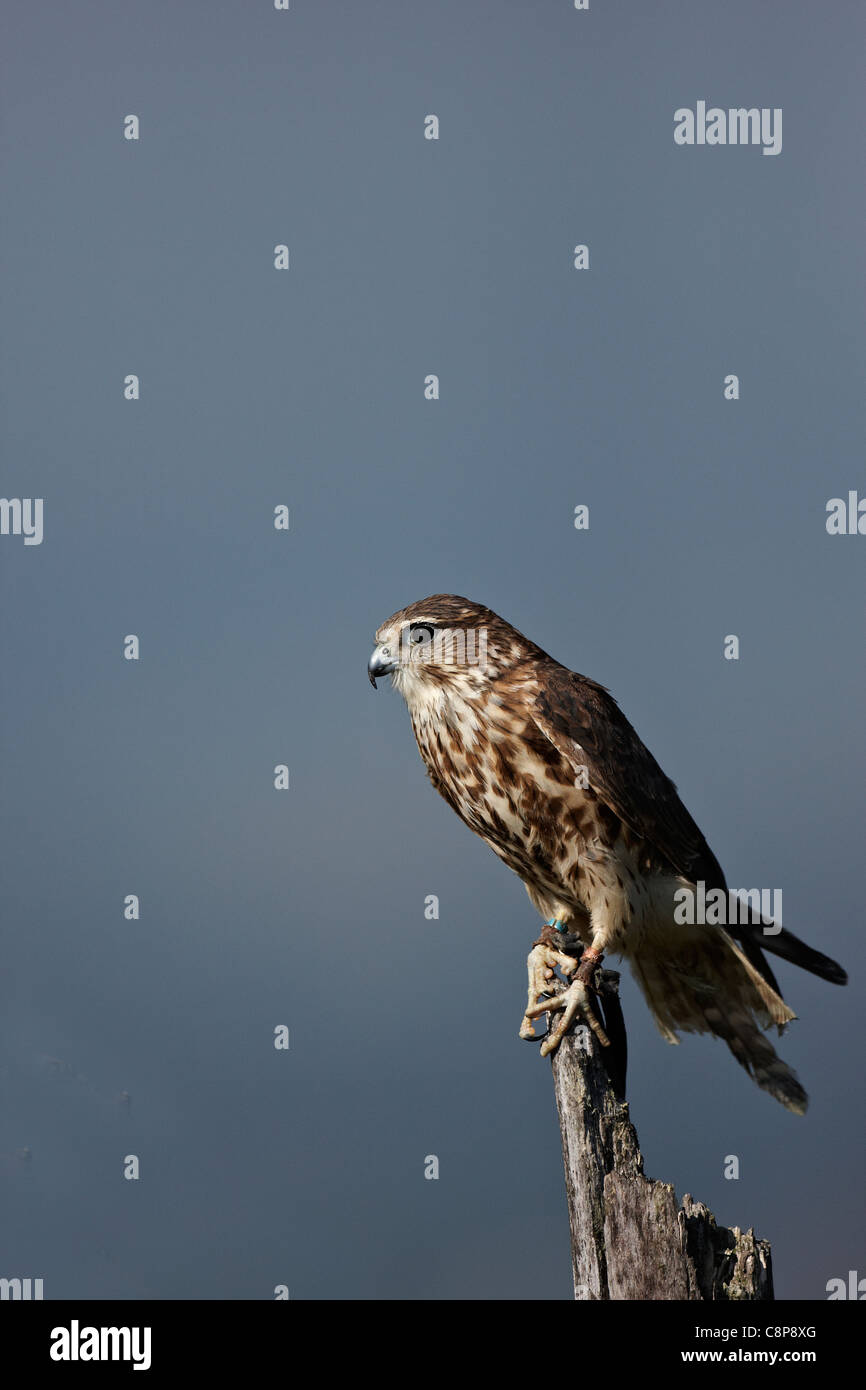 Merlin bird hi-res stock photography and images - Alamy