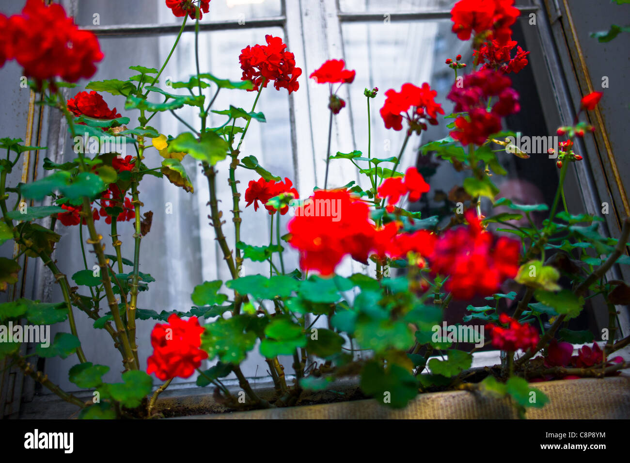 The tree and its neighbors Flower, Geranium Stock Photo - Alamy