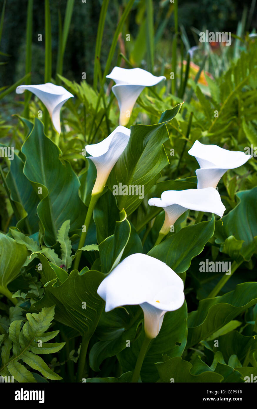 The tree and its neighbors, Arum flower Stock Photo - Alamy