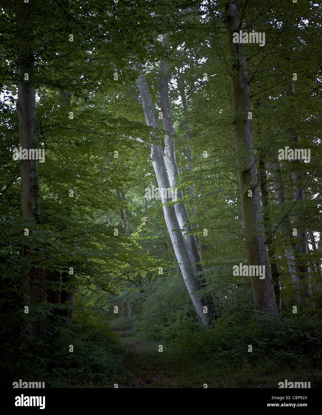 Summer neighbors hi-res stock photography and images - Alamy