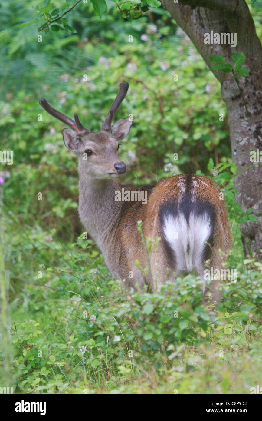 Deer rump hi-res stock photography and images - Alamy