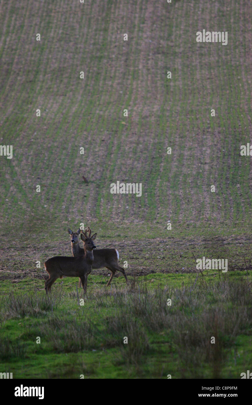 Buck and doe hi-res stock photography and images - Alamy