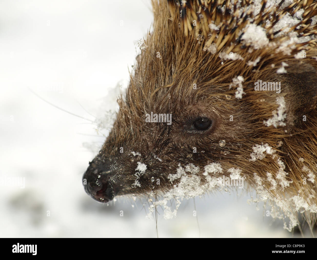 Hedgehog / European Hedgehog / Common Hedgehog / Erinaceus europaeus ...