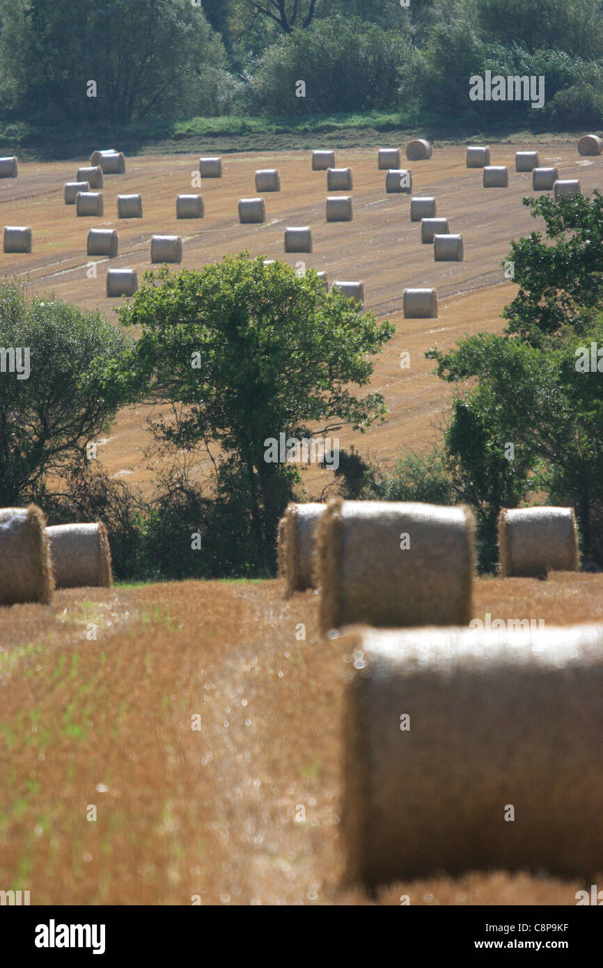 Bails of hay ireland hi-res stock photography and images - Alamy