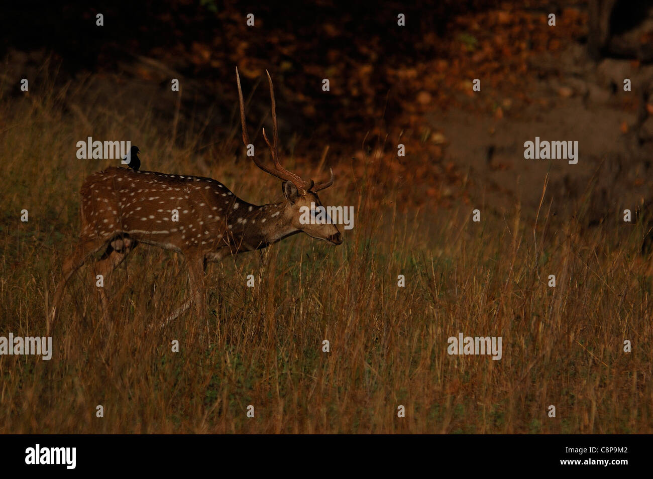 Spotted Deer Stag India High Resolution Stock Photography and Images ...