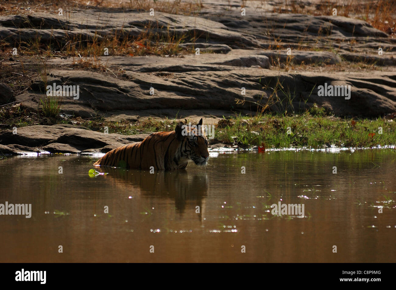 Tiger in water hi-res stock photography and images - Alamy