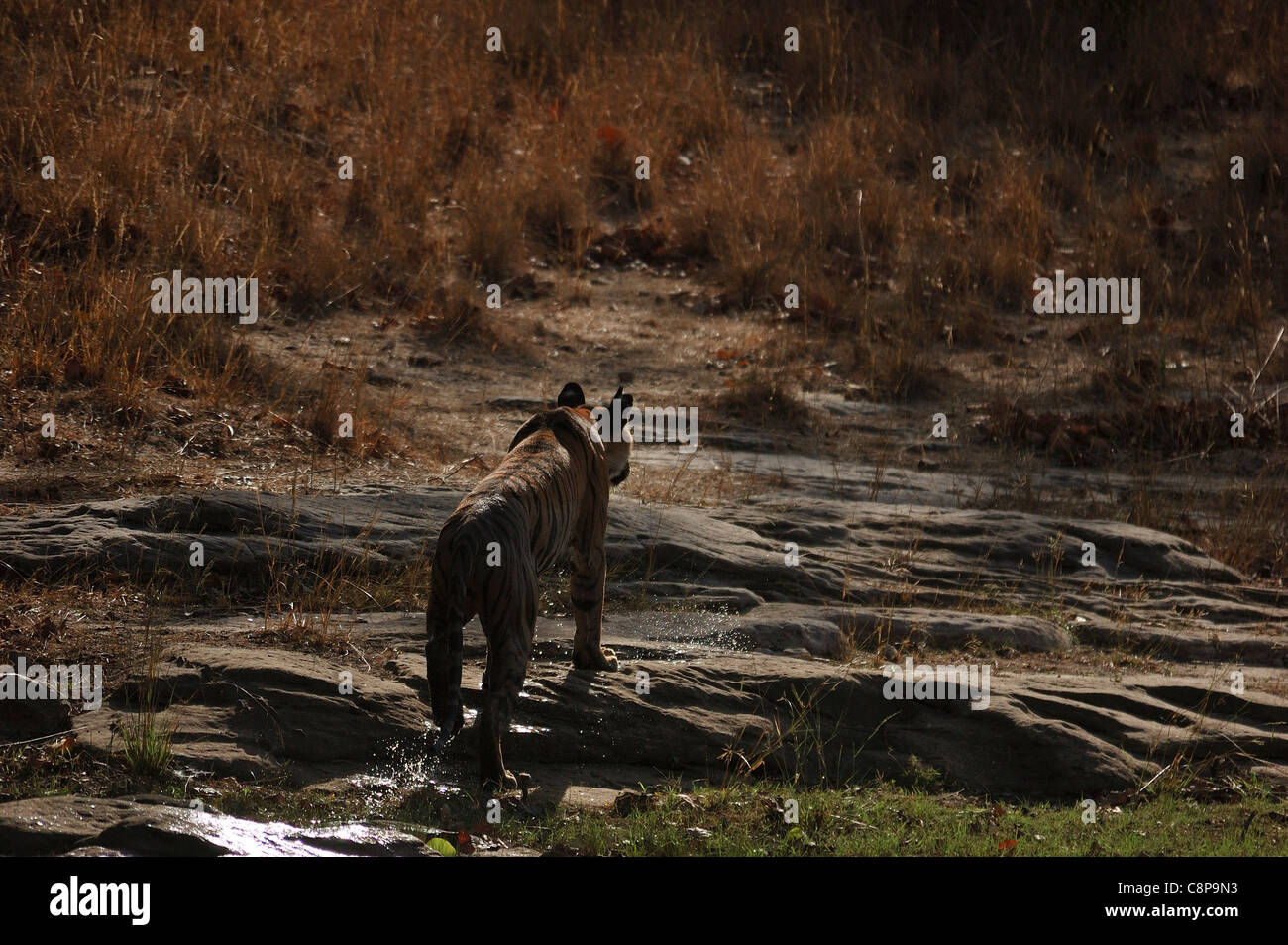 Tiger walks hi-res stock photography and images - Alamy