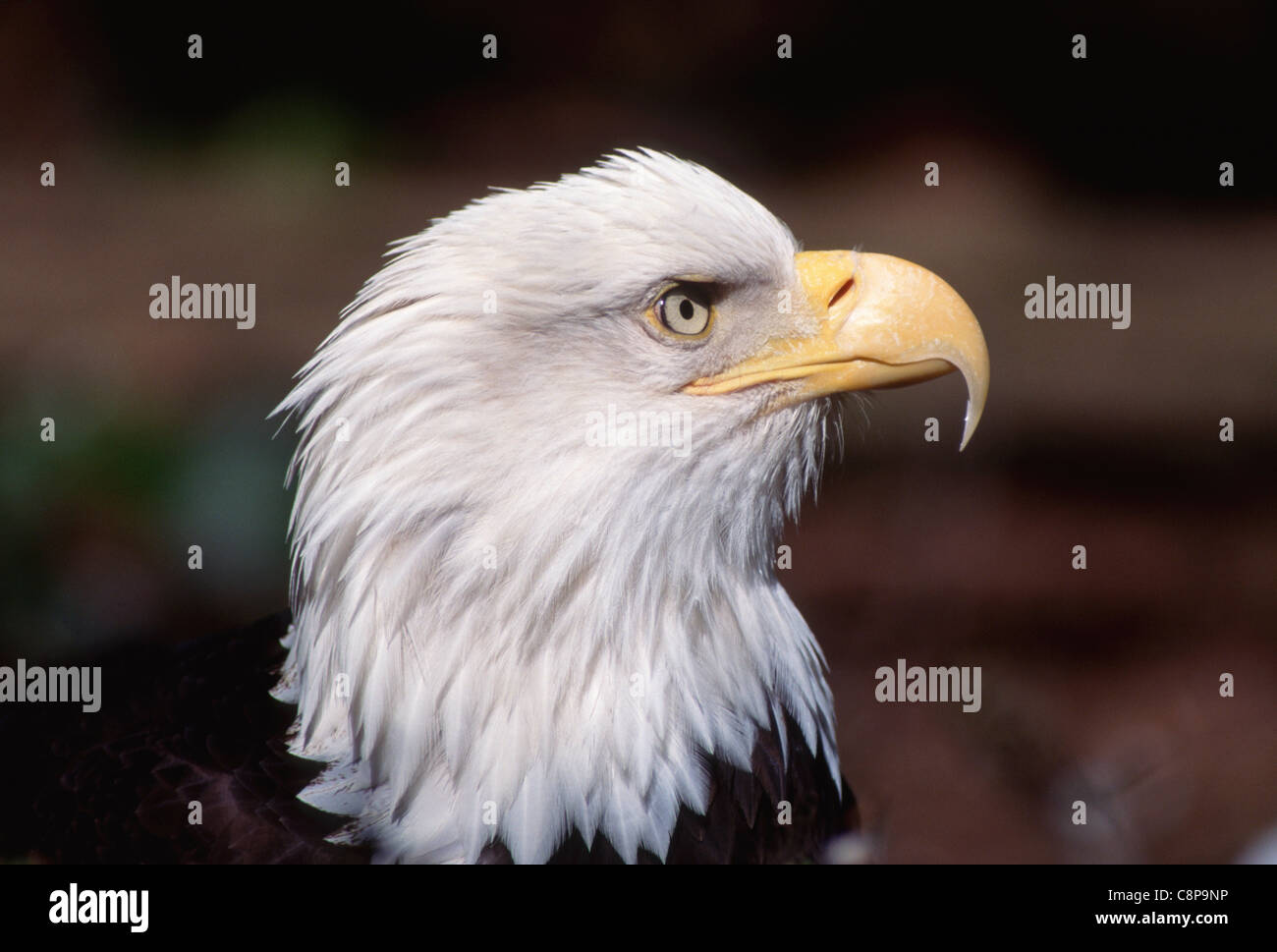 BALD EAGLE (Haliaeetus leucocephalus) adult, western Washington, USA ...