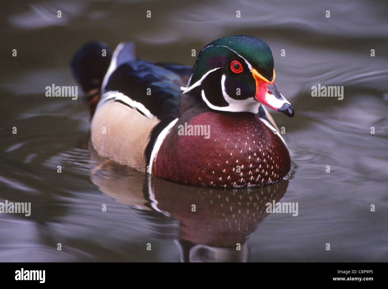 WOOD DUCK (Aix sponsa) male on pond, western Oregon, USA Stock Photo ...