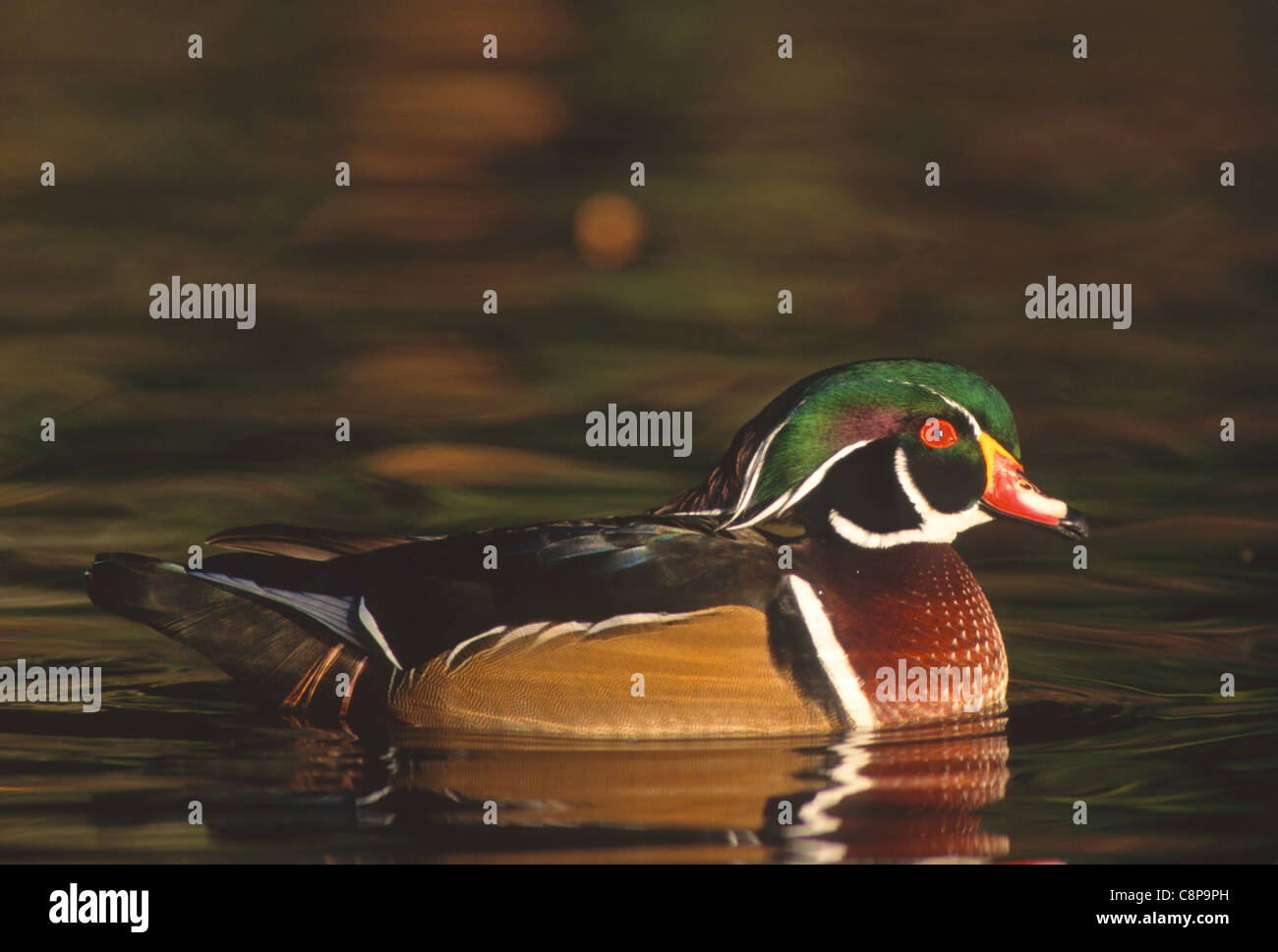 Alive duck hi-res stock photography and images - Alamy