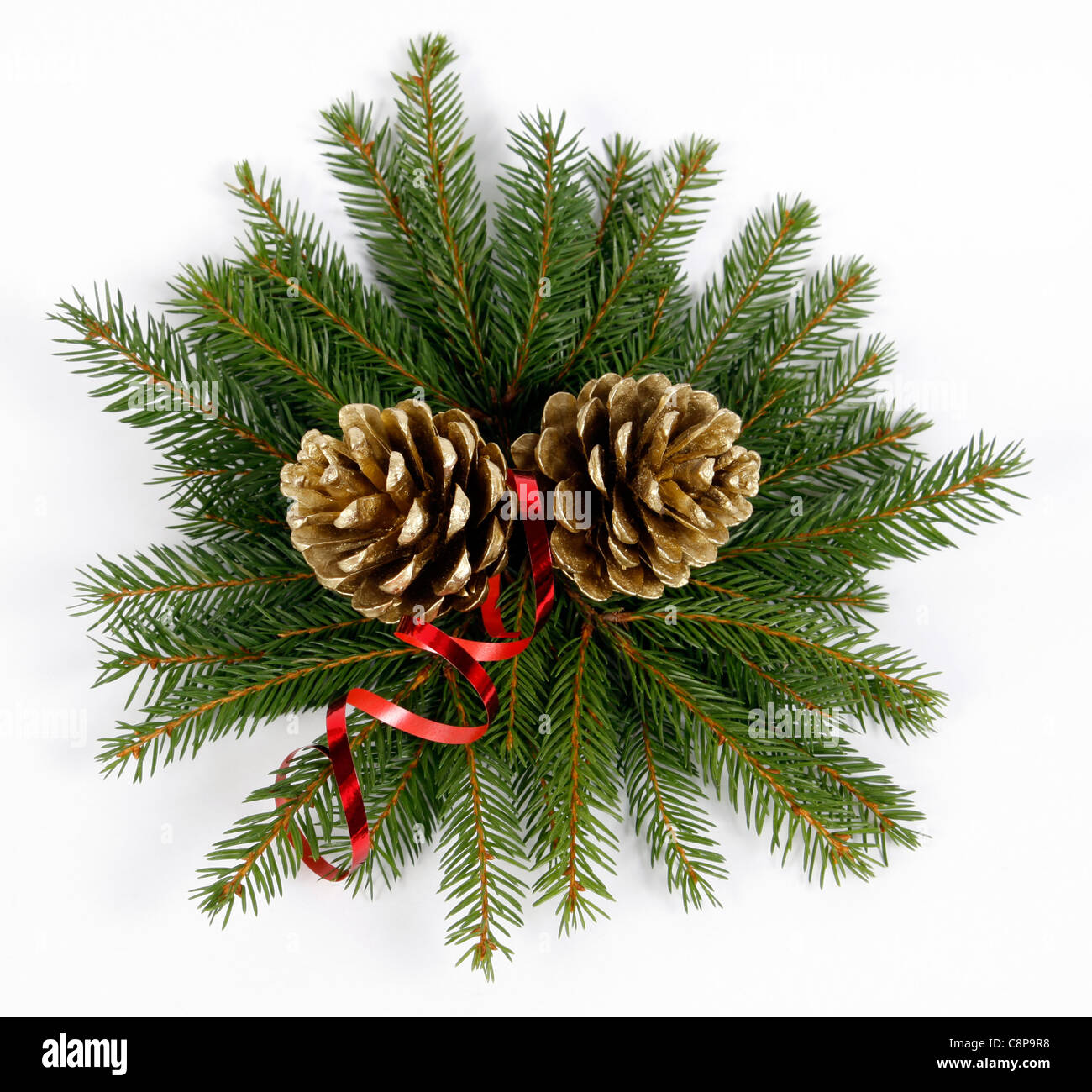 Red spruce pine cone on tree Cut Out Stock Images & Pictures - Alamy