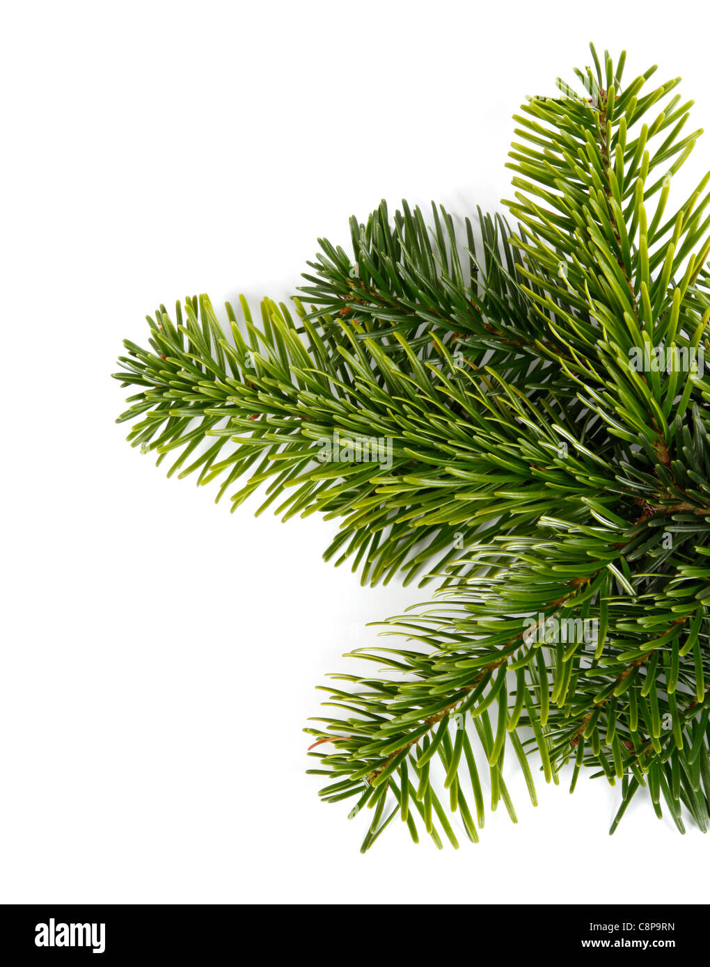 The green twigs of the spruce Stock Photo - Alamy