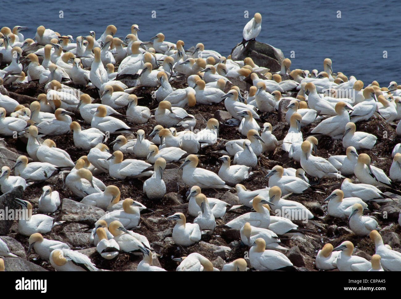 Large breeding colony hi-res stock photography and images - Alamy