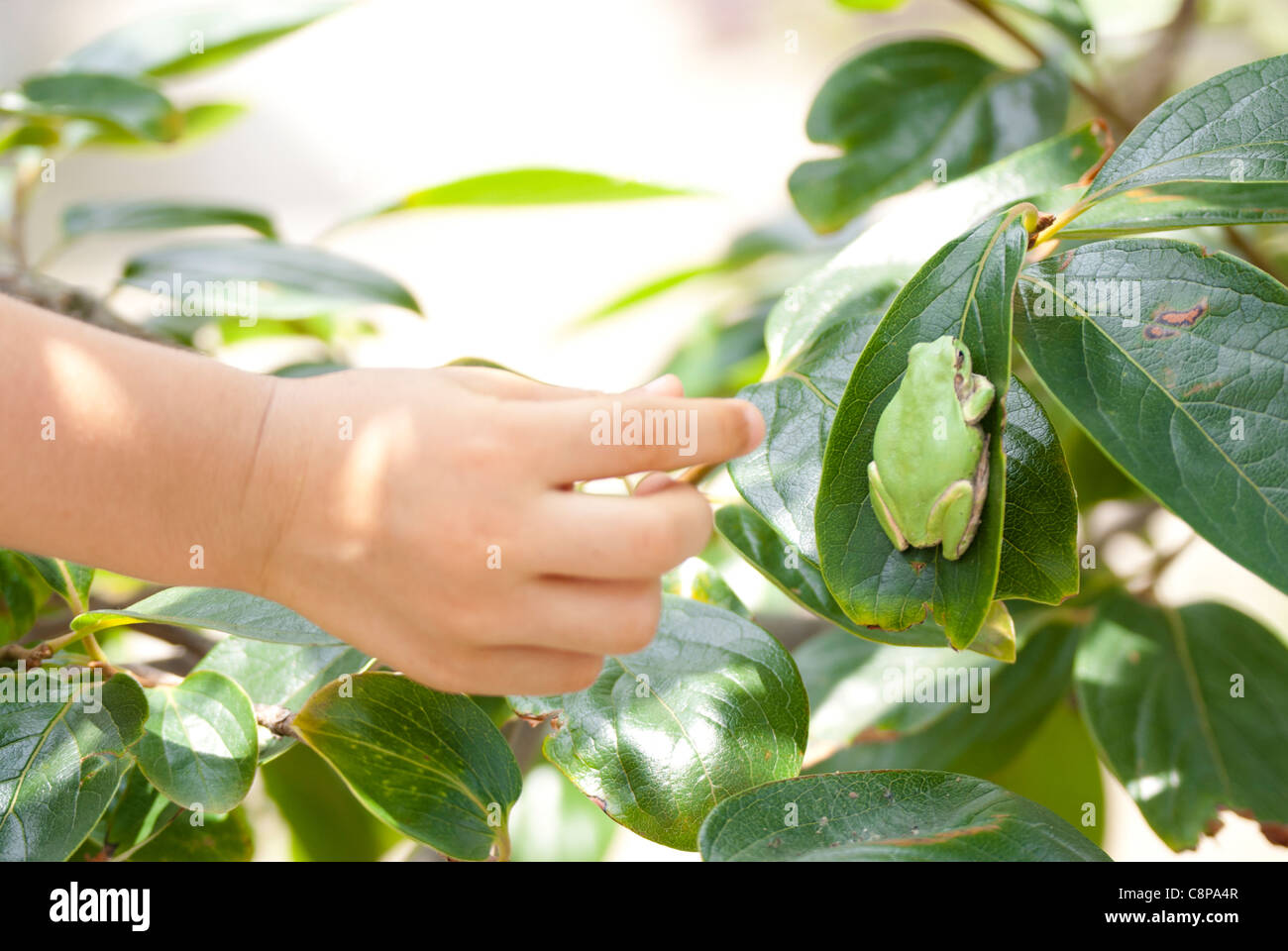 Japanese tree frog hi-res stock photography and images - Alamy