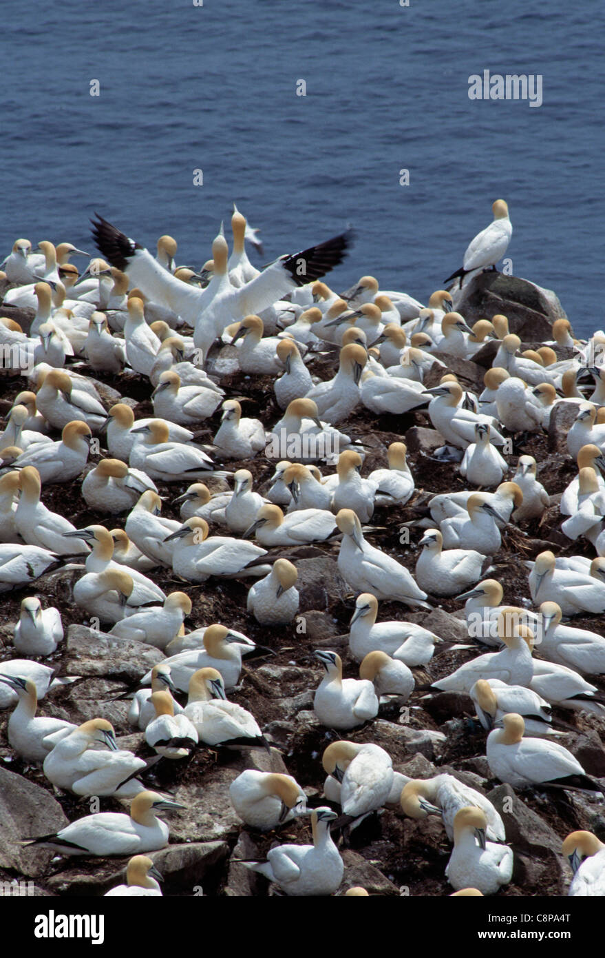 Northern gannet birds seabird hi-res stock photography and images - Alamy