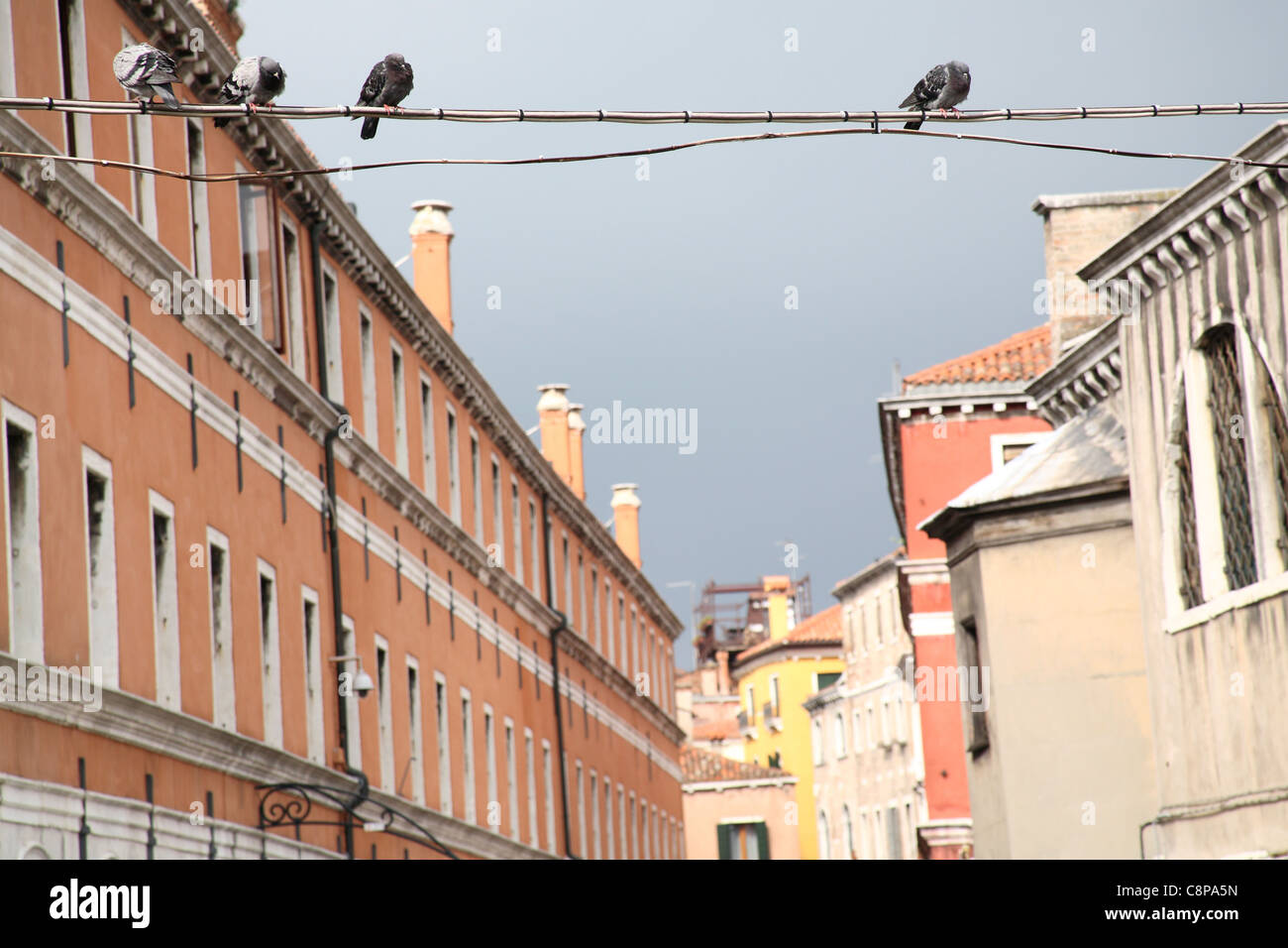 Venice pigeons hi-res stock photography and images - Alamy