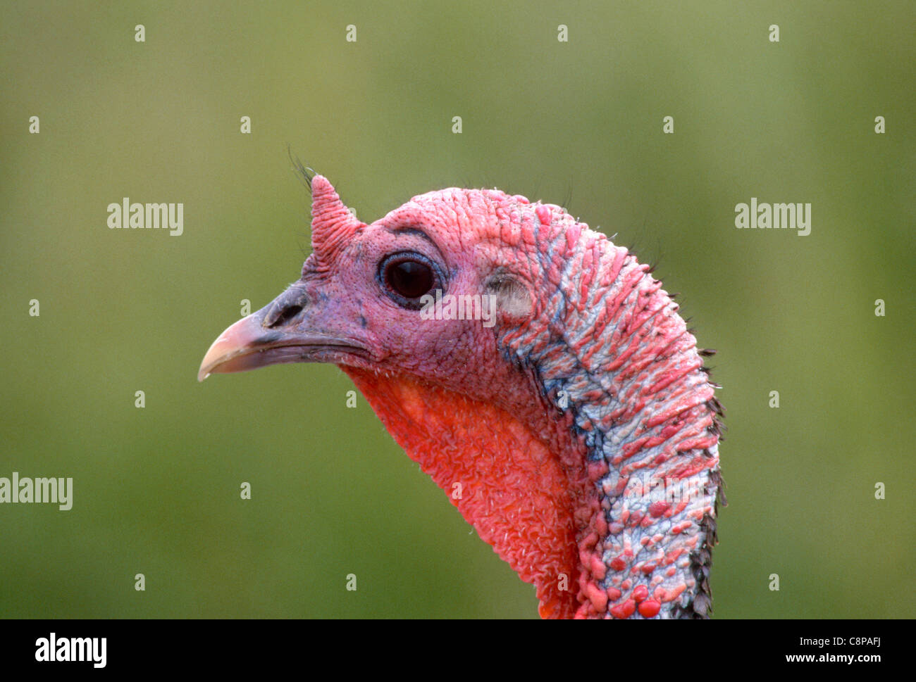 WILD TURKEY (Meleagris gallopavo) male, close head view of wattles ...