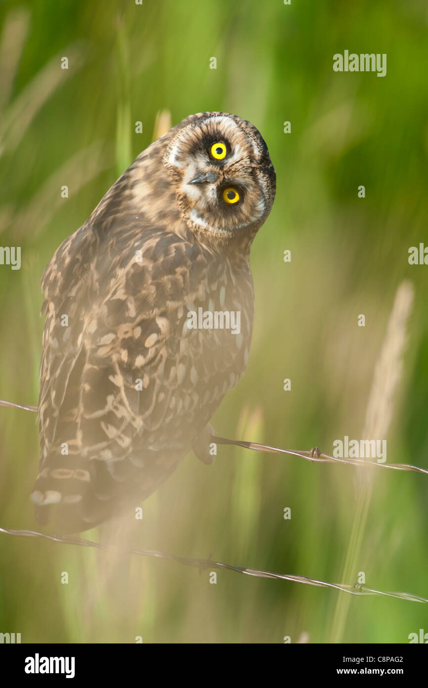 Bird tilting head hi-res stock photography and images - Alamy