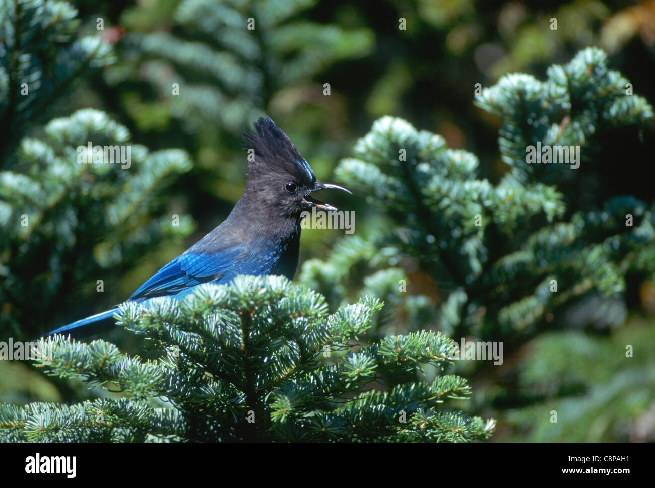 STELLER'S JAY (Cyanocitta stelleri) in fir tree calling, Mt. Rainier ...