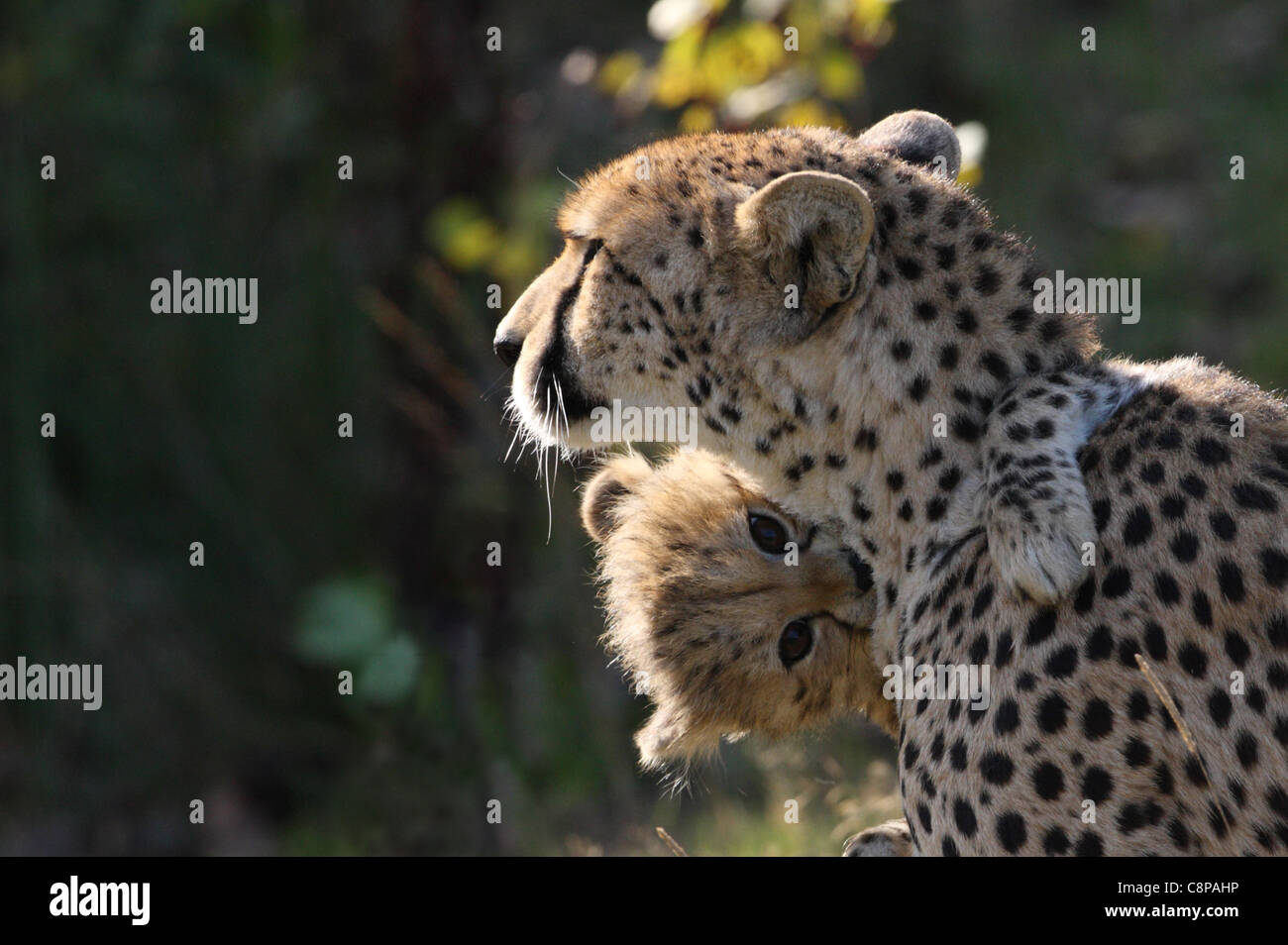 Cheetah cub and mom Stock Photo - Alamy