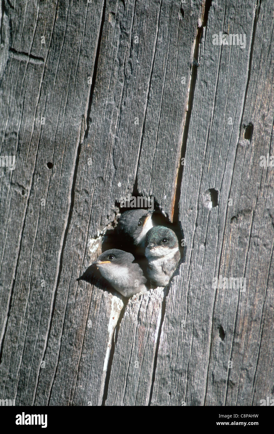 TREE SWALLOW (Tachycineta bicolor) chicks peeking out of nest cavity ...
