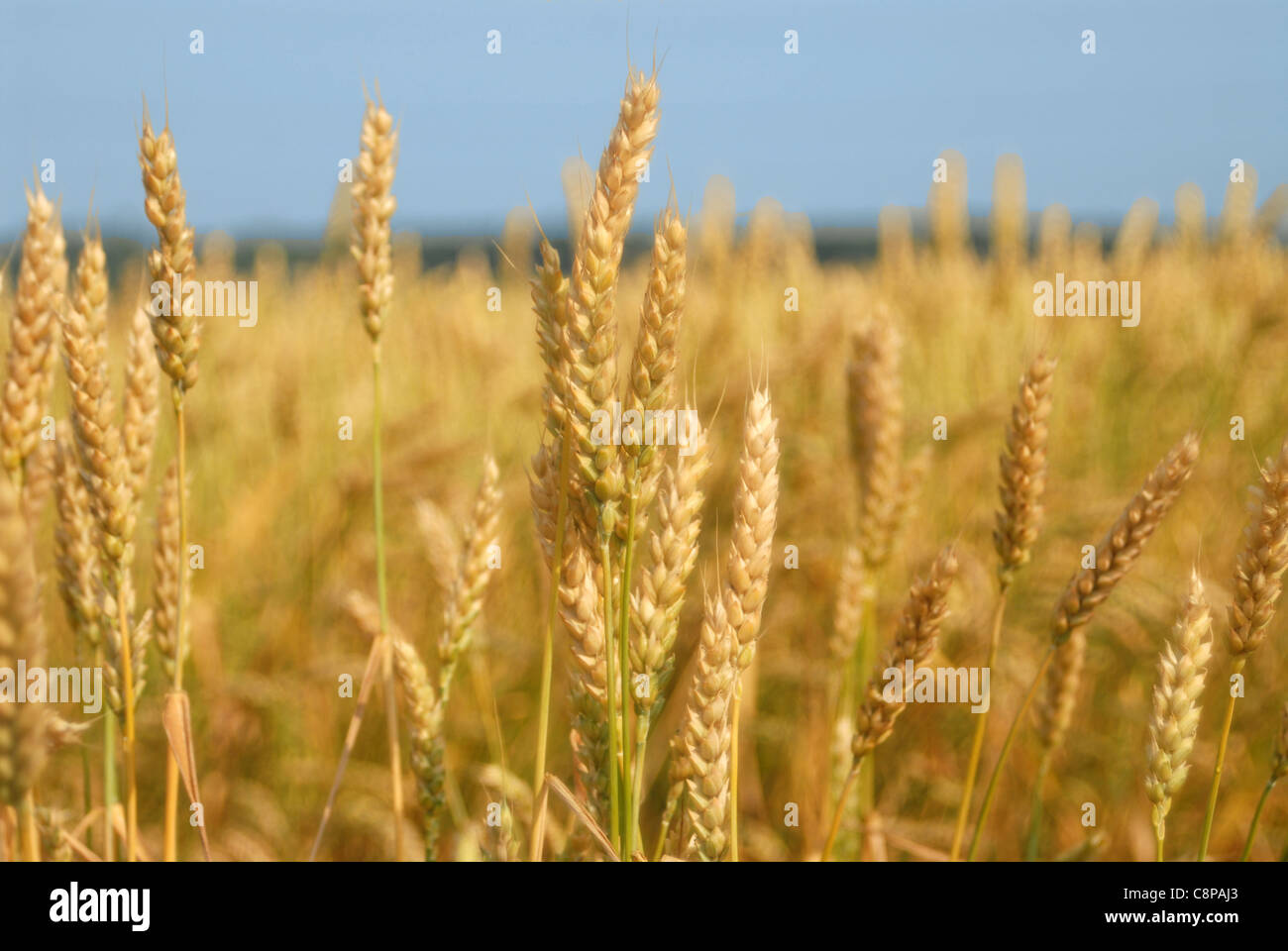 wheat blue sky Stock Photo - Alamy