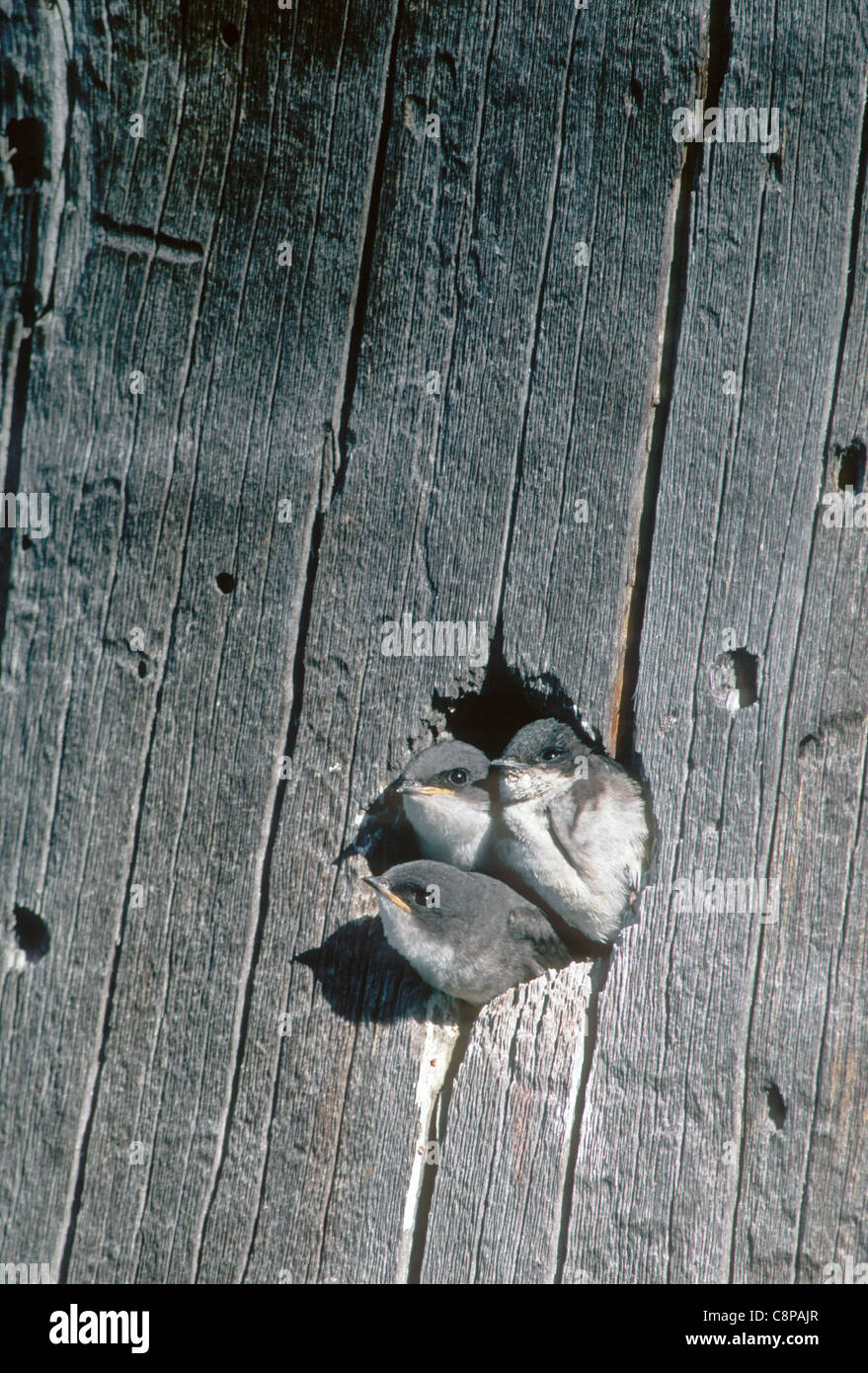 TREE SWALLOW (Tachycineta bicolor) chicks peeking out of nest cavity ...