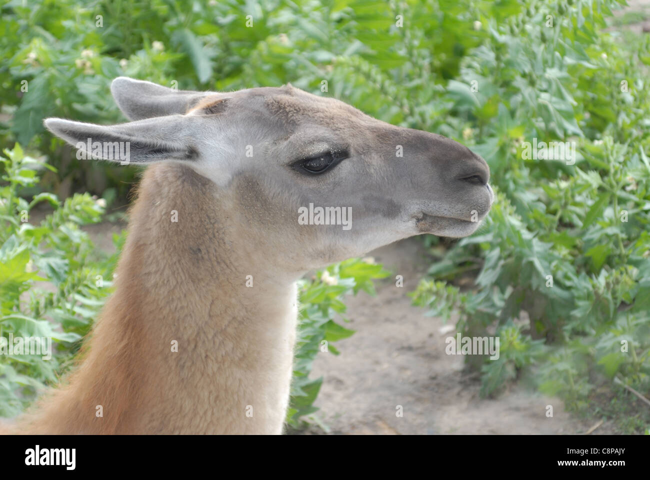 Lama closeup hi-res stock photography and images - Alamy