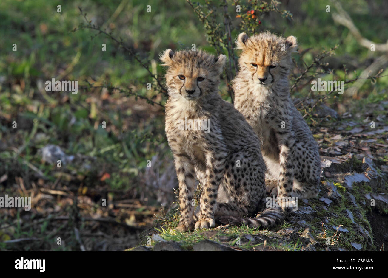 Cheetah Cubs at Chester Zoo Stock Photo - Alamy