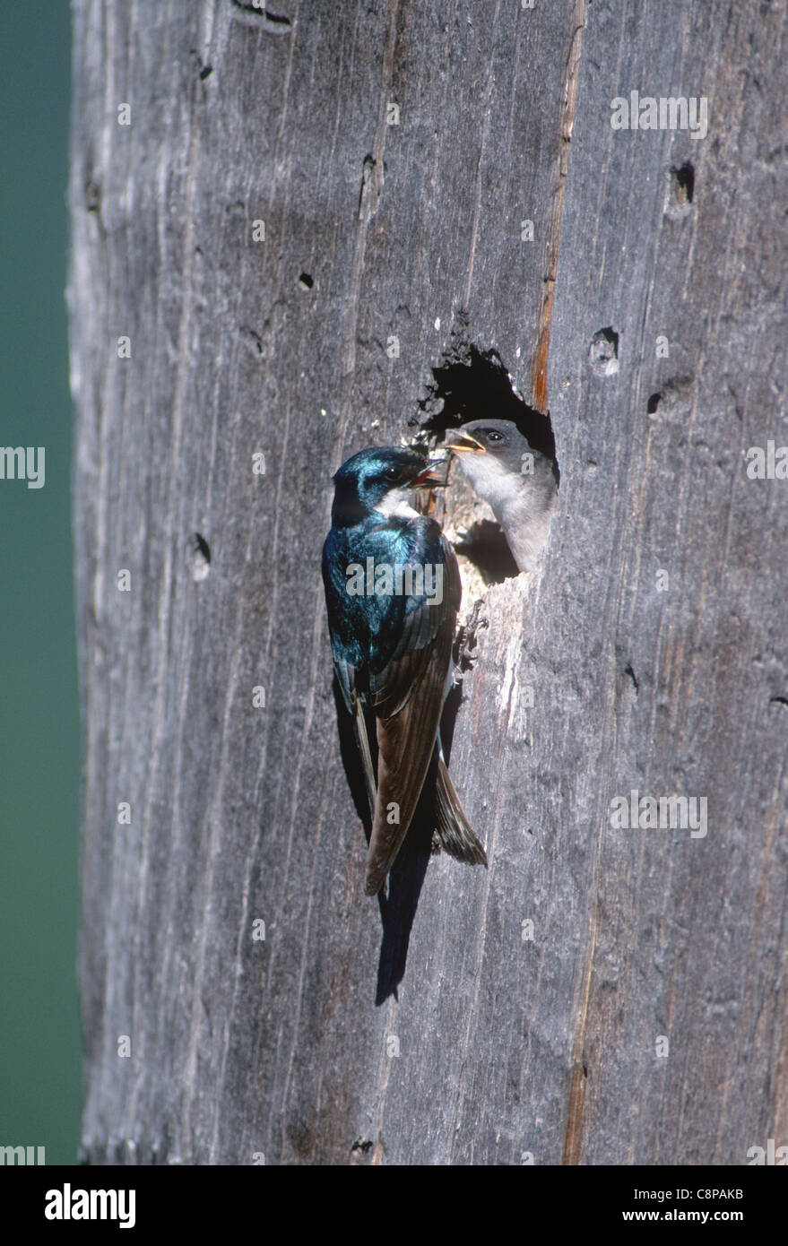 TREE SWALLOW (Tachycineta bicolor) adult and chick leaning out of nest ...