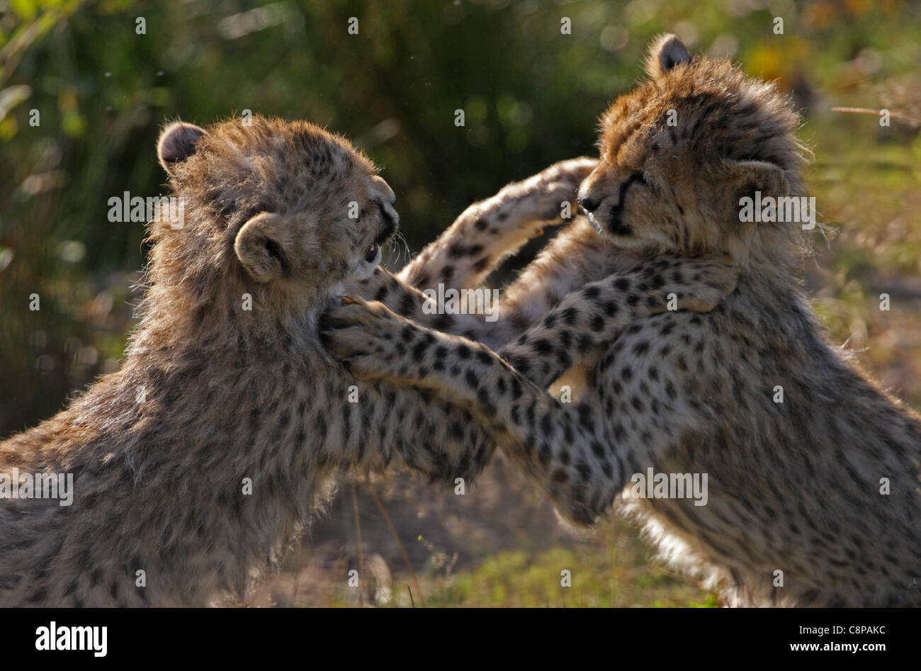 Cheetah cubs playing Stock Photo - Alamy