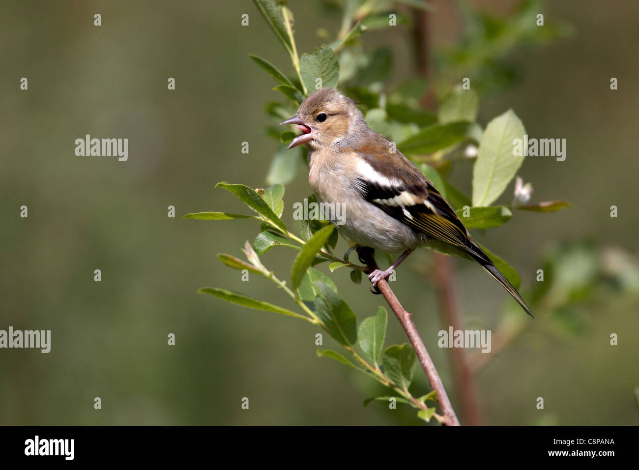 Female chaffinch singing at Belvide Stock Photo - Alamy