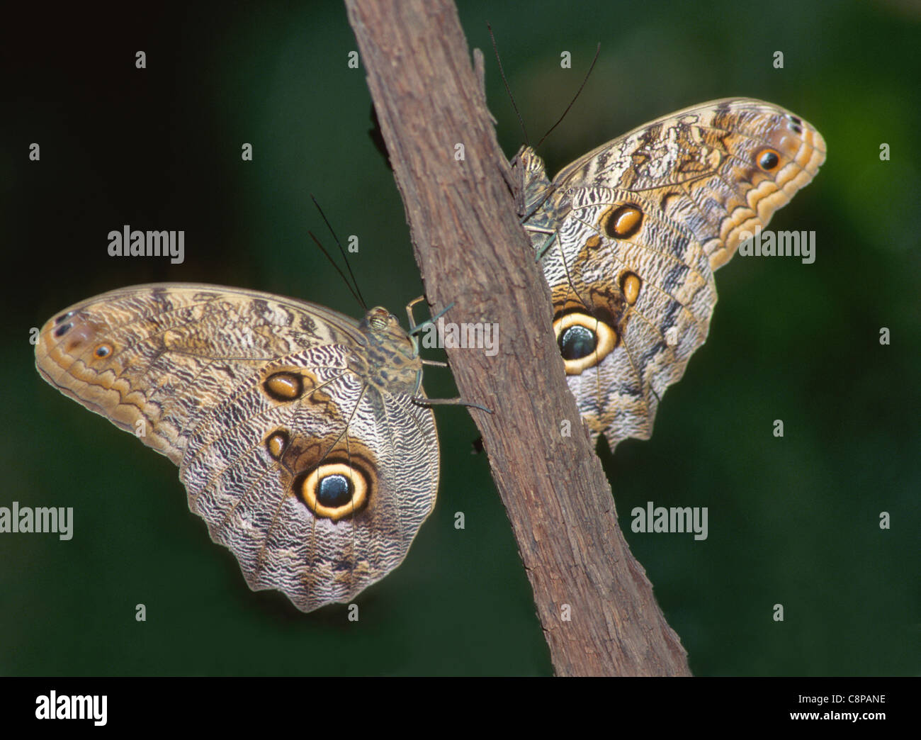 OWL BUTTERFLY (Caligo spp.) pair with distinctive eye spots, native to ...