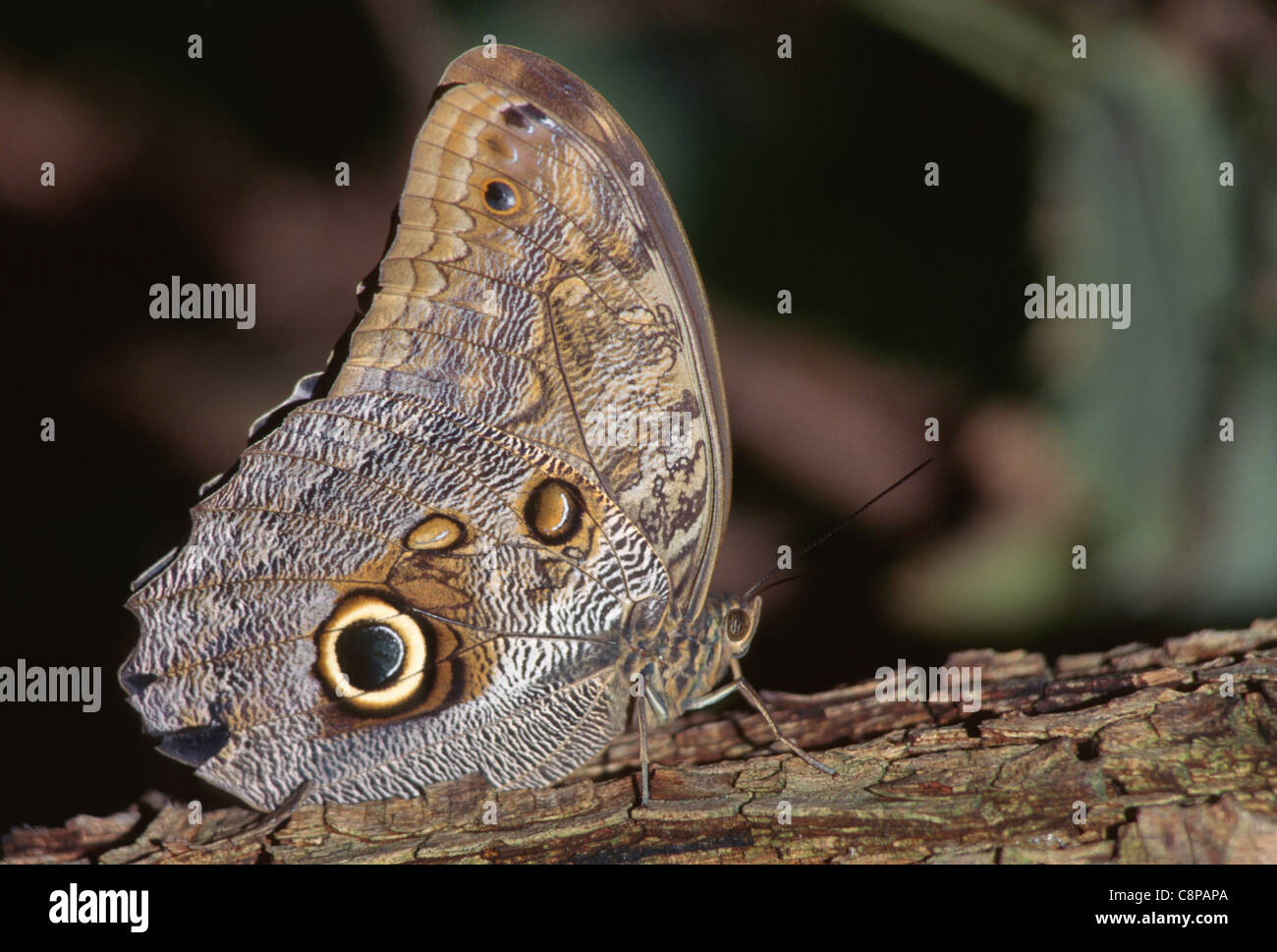 OWL BUTTERFLY (Caligo spp.) with distinctive eyespot, native to Central ...