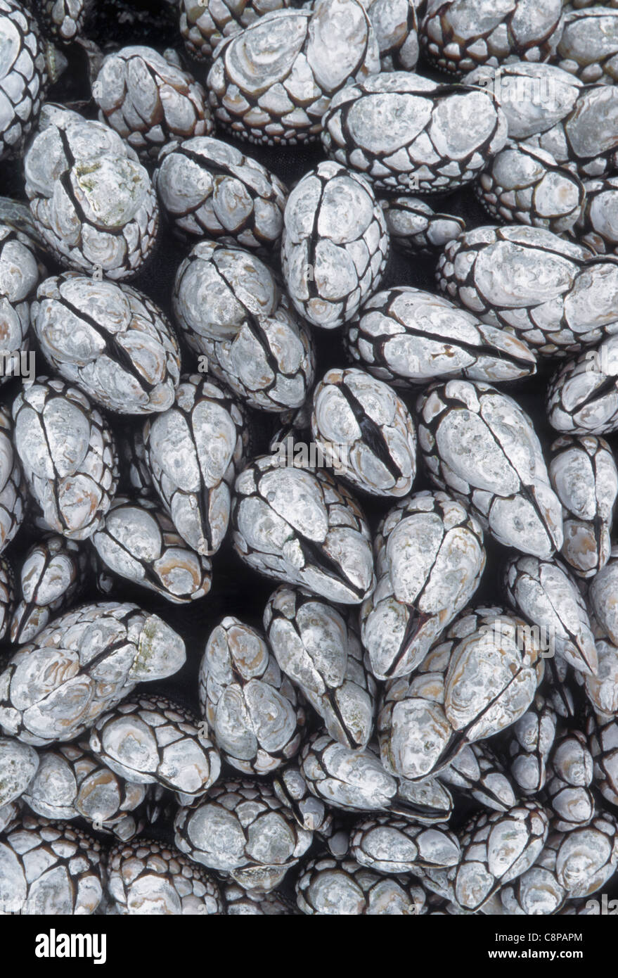 Arthropod barnacle crustacean hi-res stock photography and images - Alamy