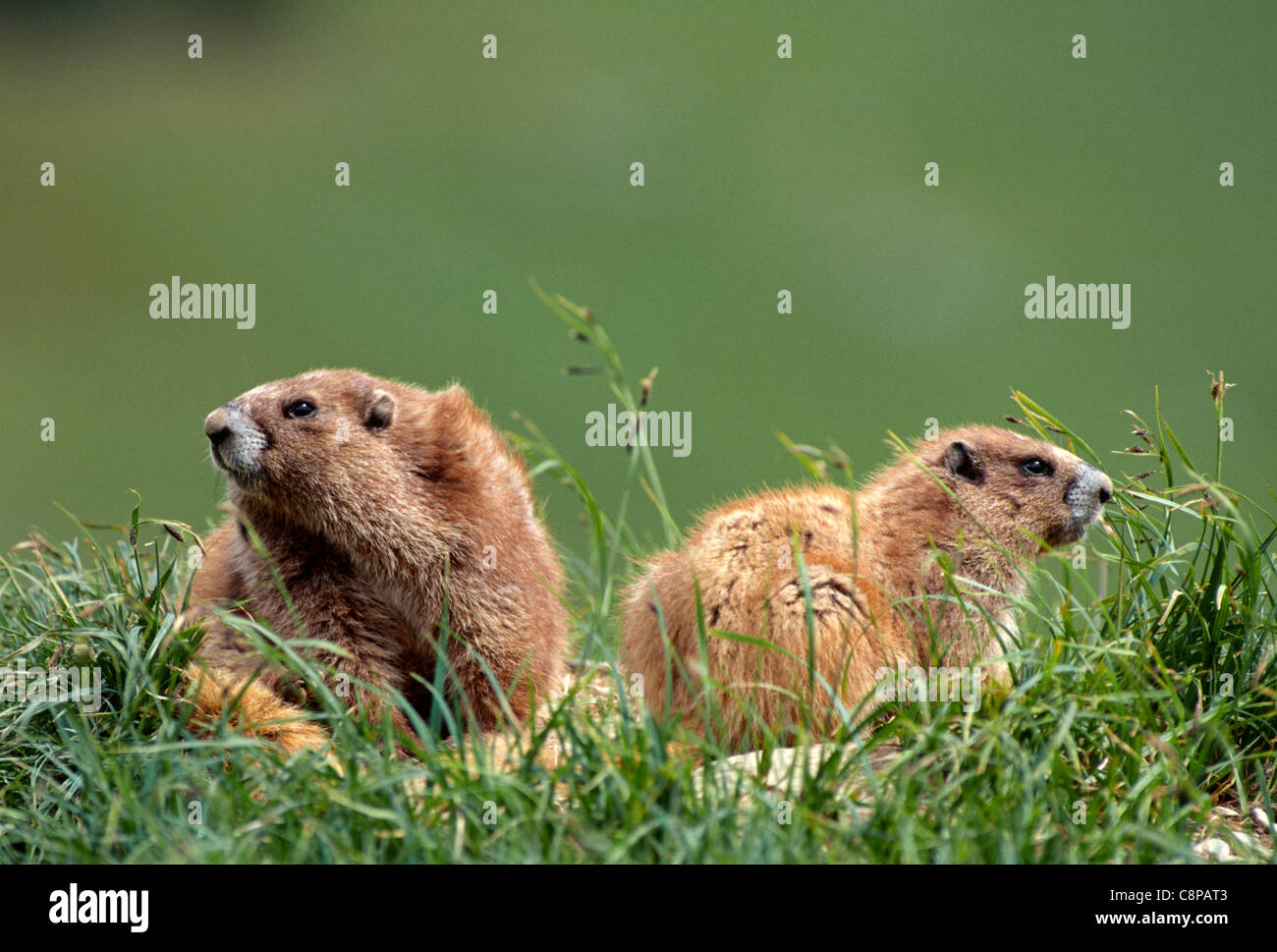 OLYMPIC MARMOT (Marmota olympus) adult and youngster, Olympic National ...