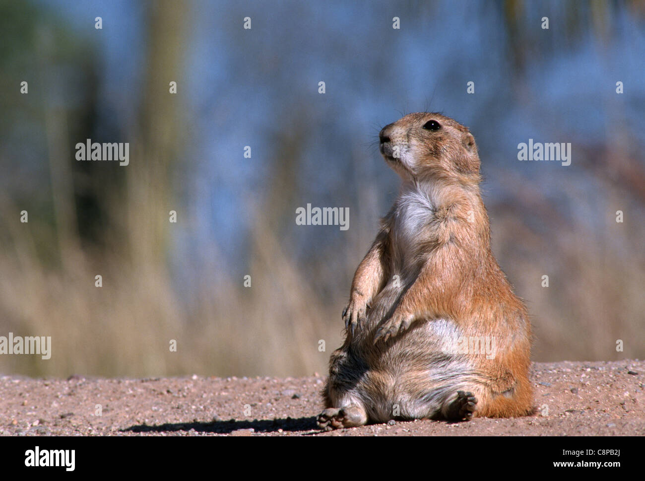 BLACK-TAILED PRAIRIE DOG (Cynomys ludovicianus) sitting, Badlands ...