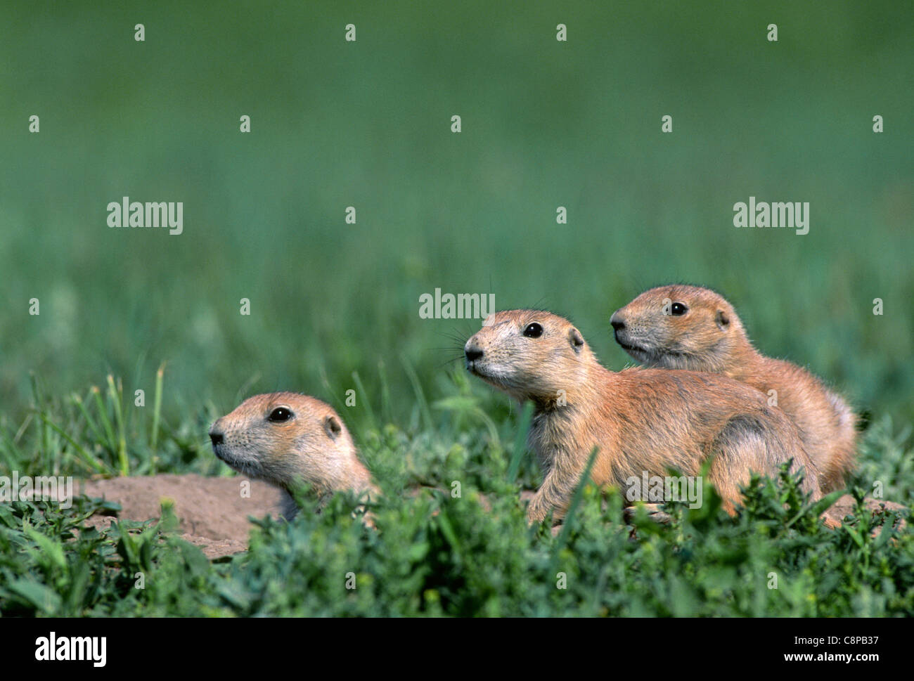 BLACK-TAILED PRAIRIE DOG (Cynomys ludovicianus) group of three on the ...