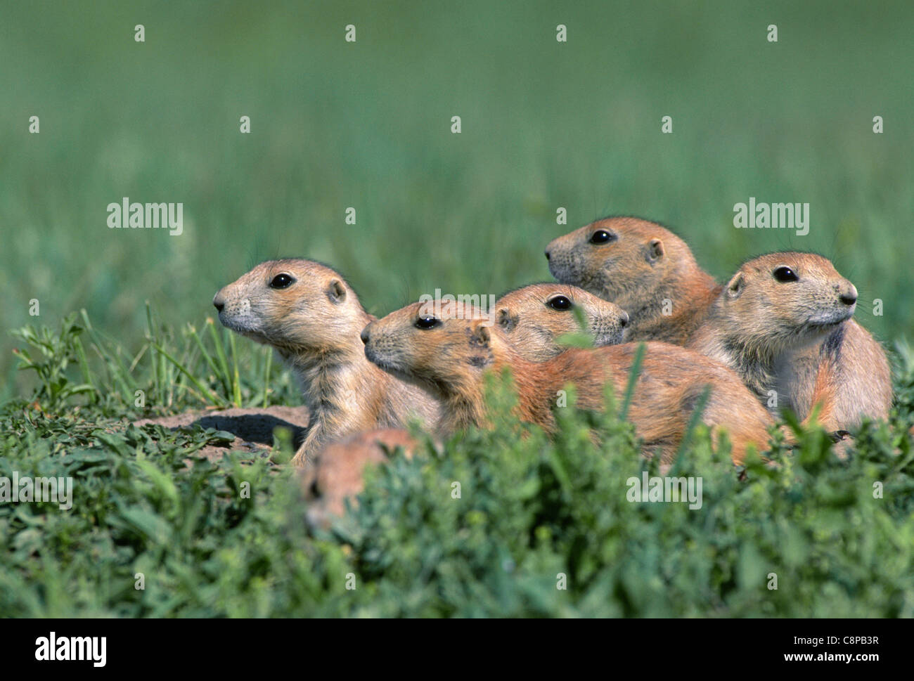 Prairie Dog Leading The Group