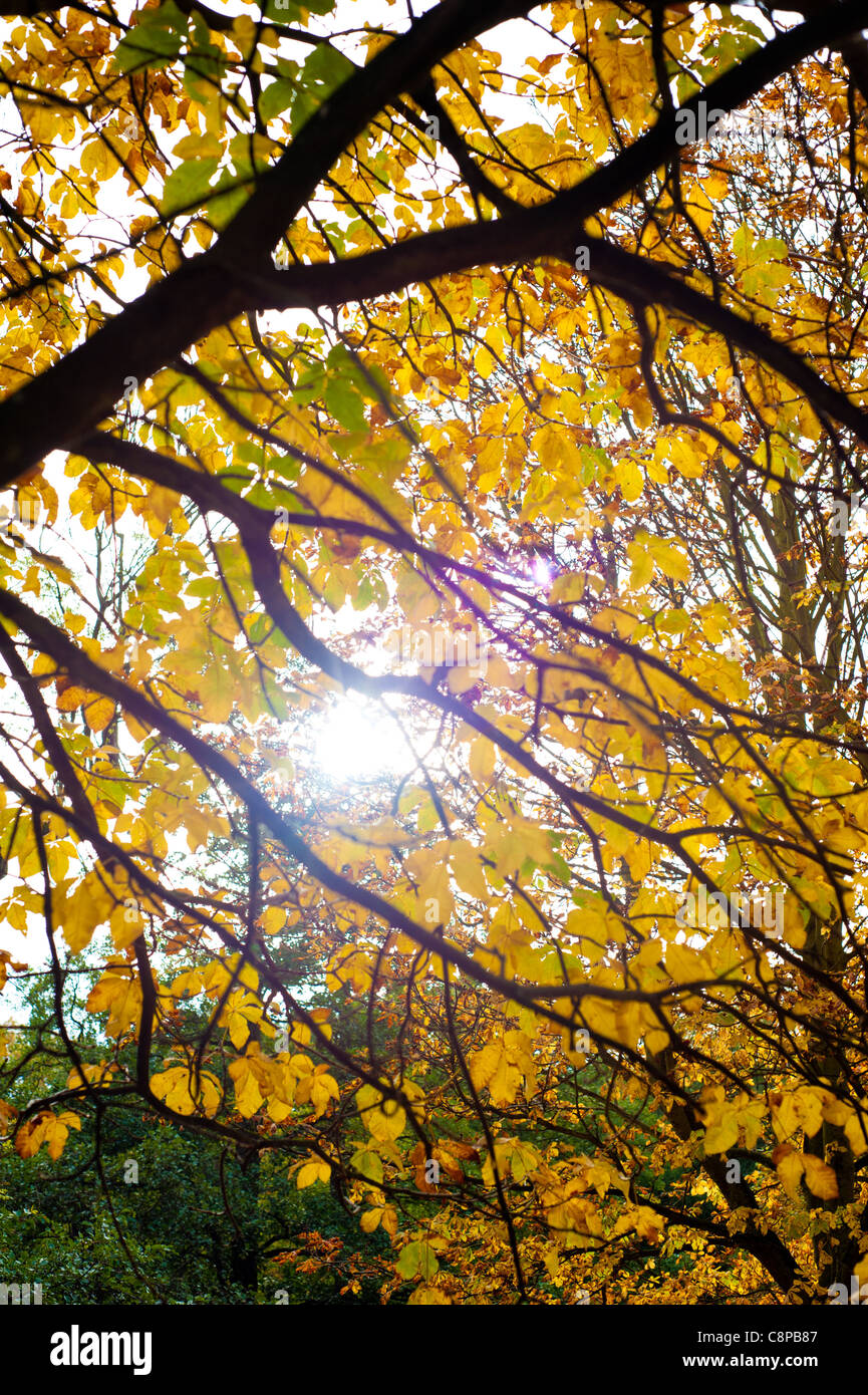 Autumn Fall Foliage with Sun Stock Photo - Alamy