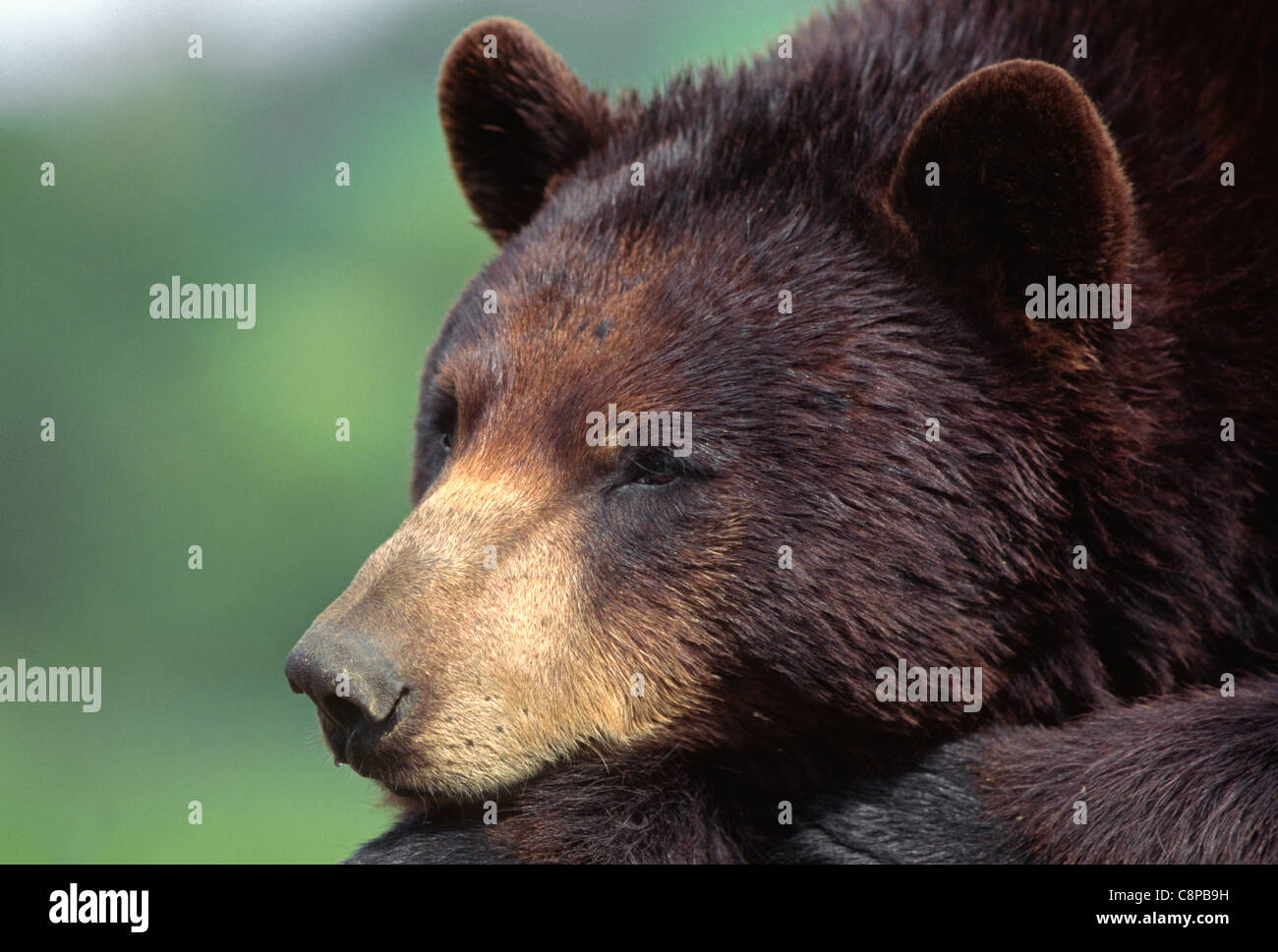 BLACK BEAR (Ursus americanus) resting, western Oregon, USA Stock Photo ...