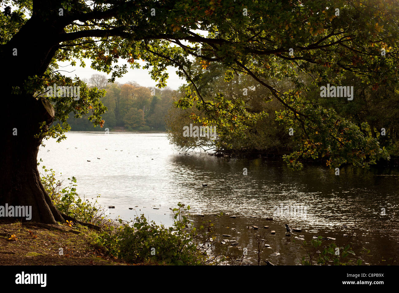Autumn Fall over lake Stock Photo - Alamy