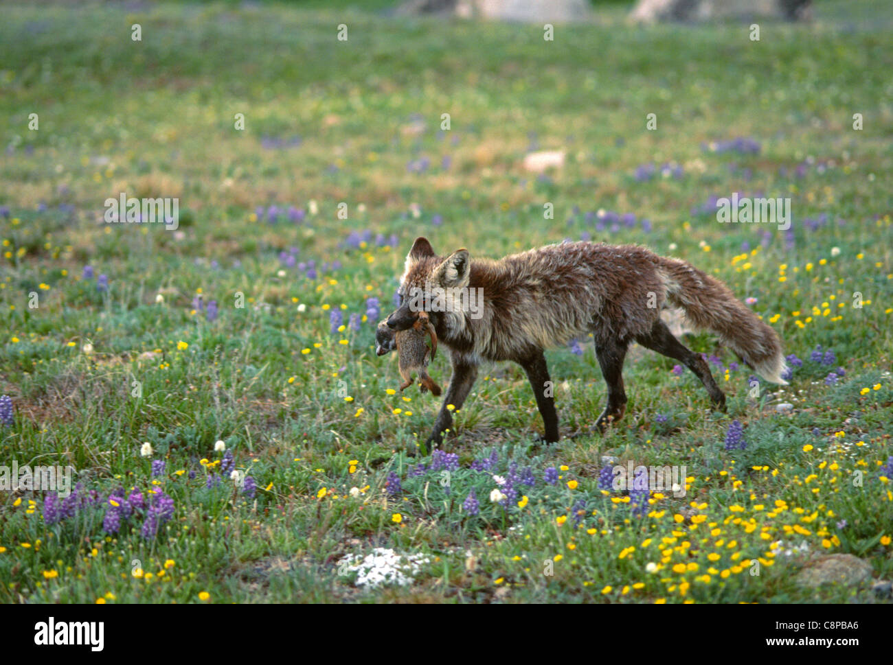 RED FOX (Vulpes vulpes) cross phase carrying a mouthful of ground ...