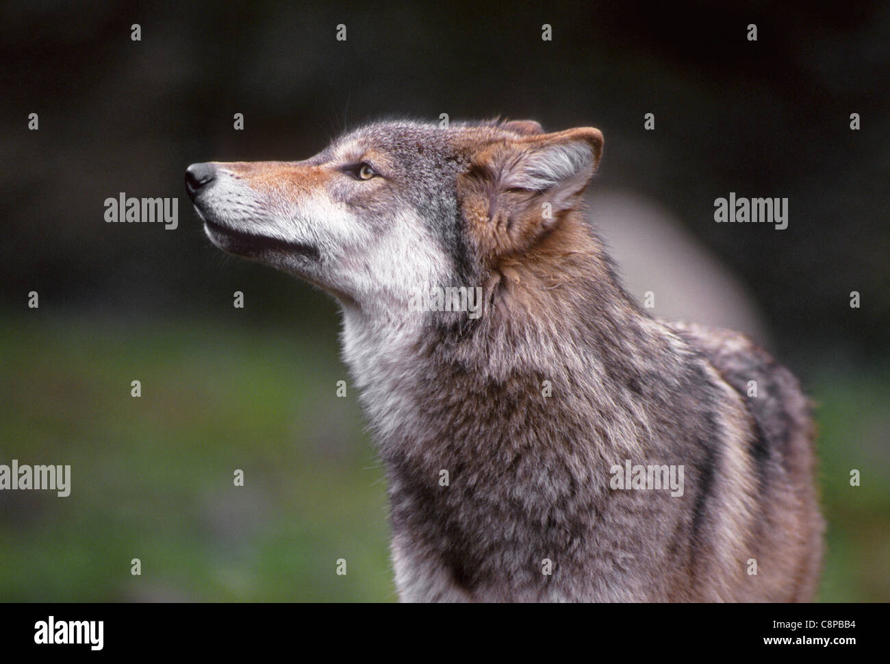 Wolf sniffing hi-res stock photography and images - Alamy