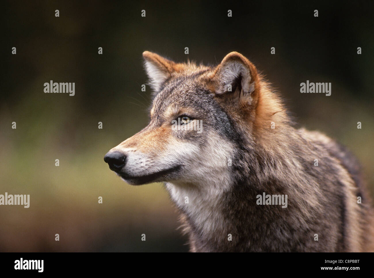Alive living animal mammal biology zoology hi-res stock photography and ...