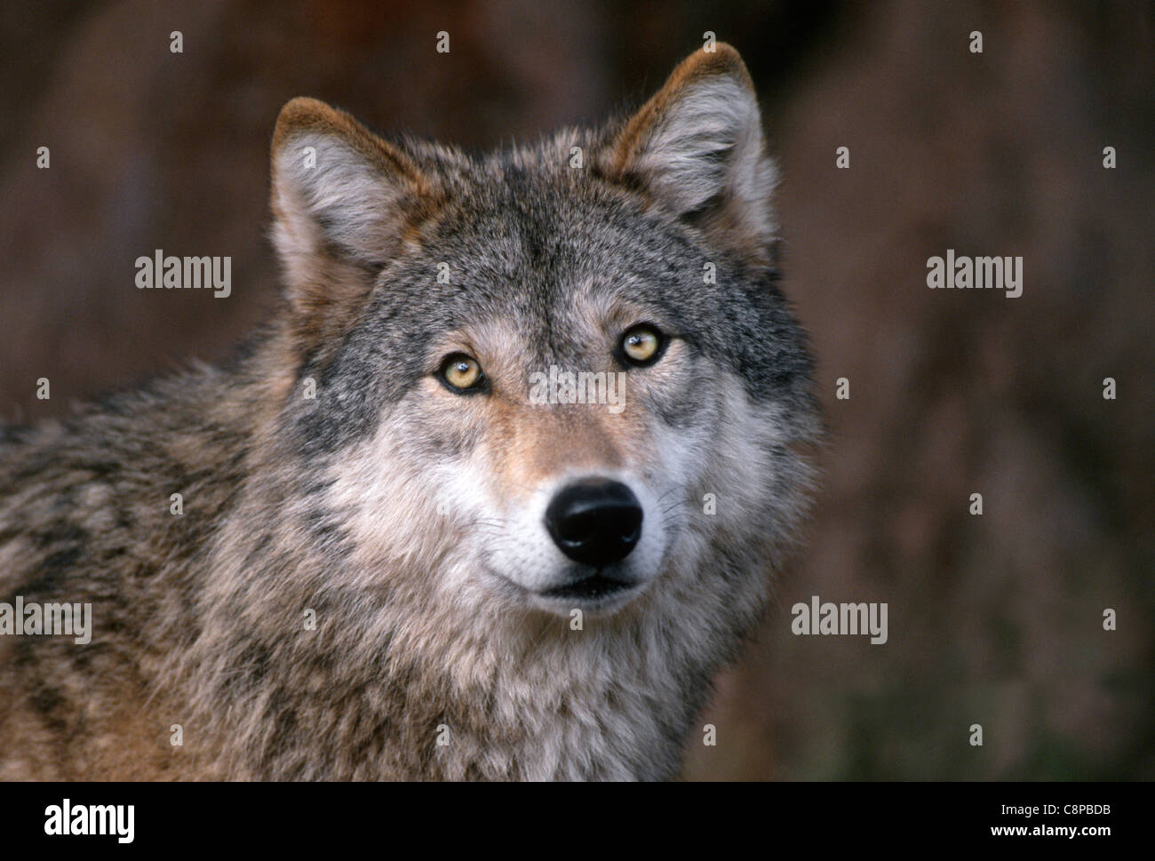 Northern timber wolf hi-res stock photography and images - Alamy