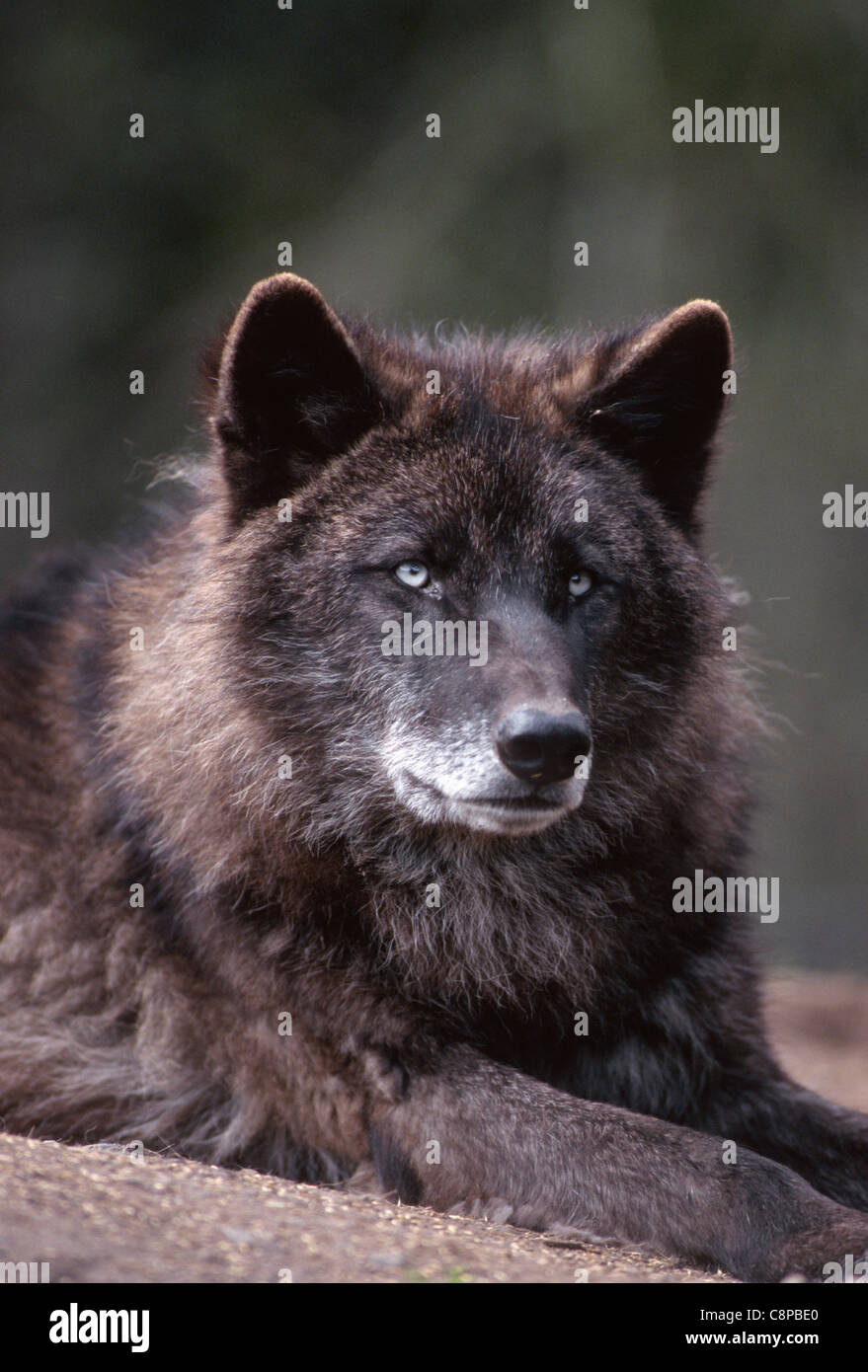 GRAY WOLF (Canis lupis) dark phase, captive; range: wilderness areas of ...