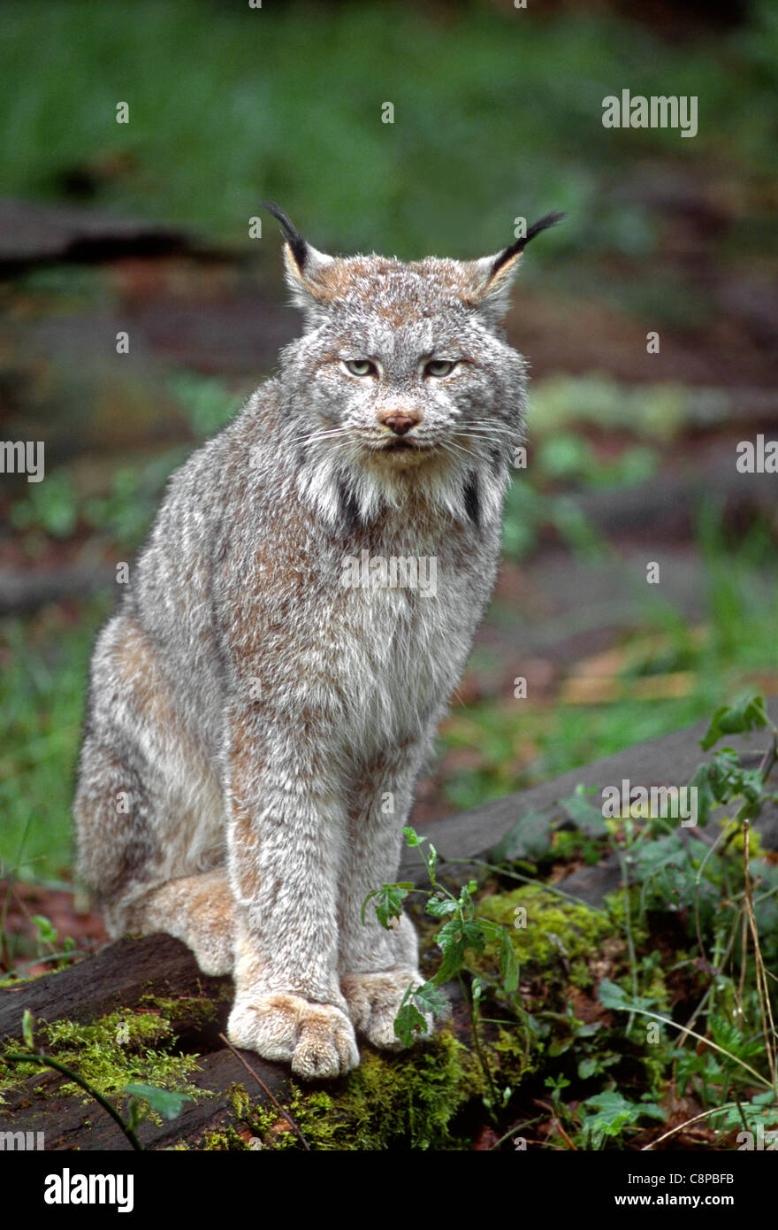 CANADA LYNX (Lynx canadensis), native to wilderness areas of northern ...