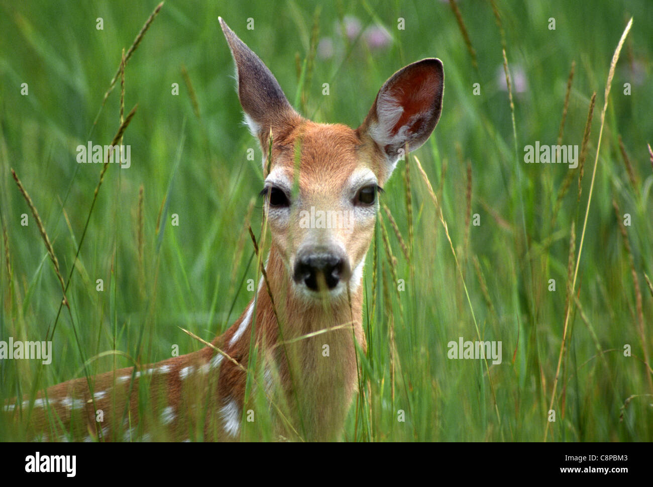Alive living animal mammal biology zoology hi-res stock photography and ...